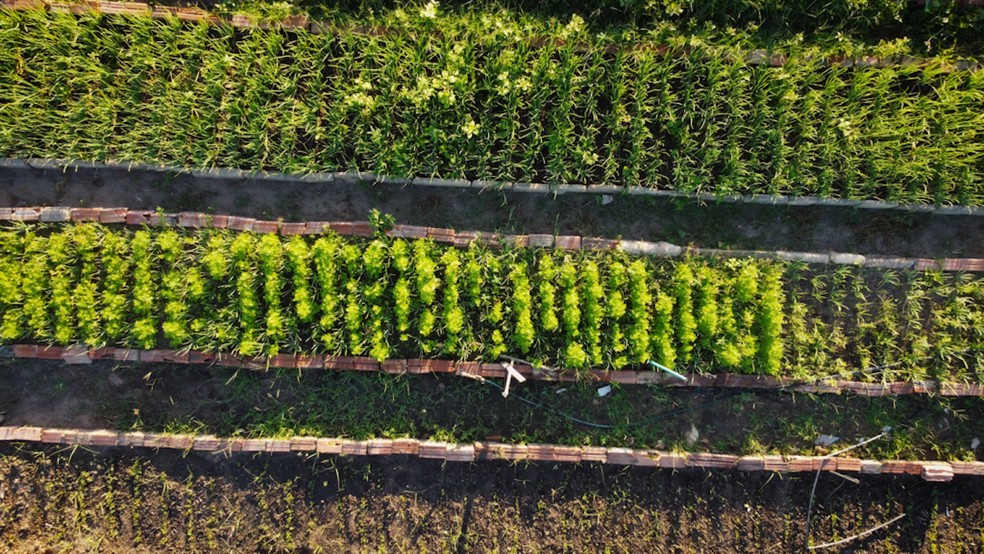 7 exemplos de hortas urbanas bem-sucedidas espalhadas pelo Brasil