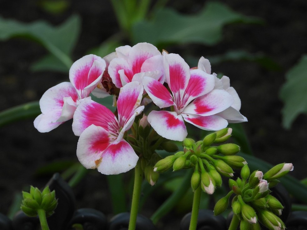 Flor De Geranio Geranio Flower Stock Photos And Pictures 408 Images