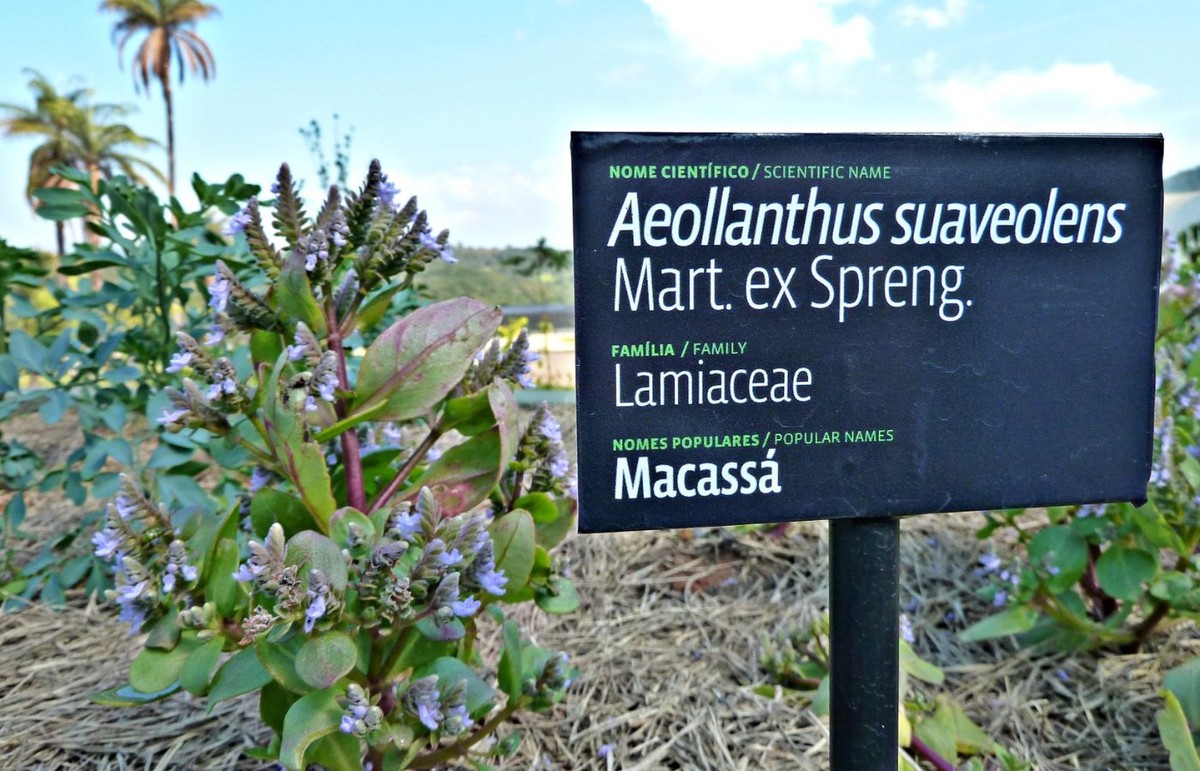 Macassá: a erva aromática africana que conquistou o mundo