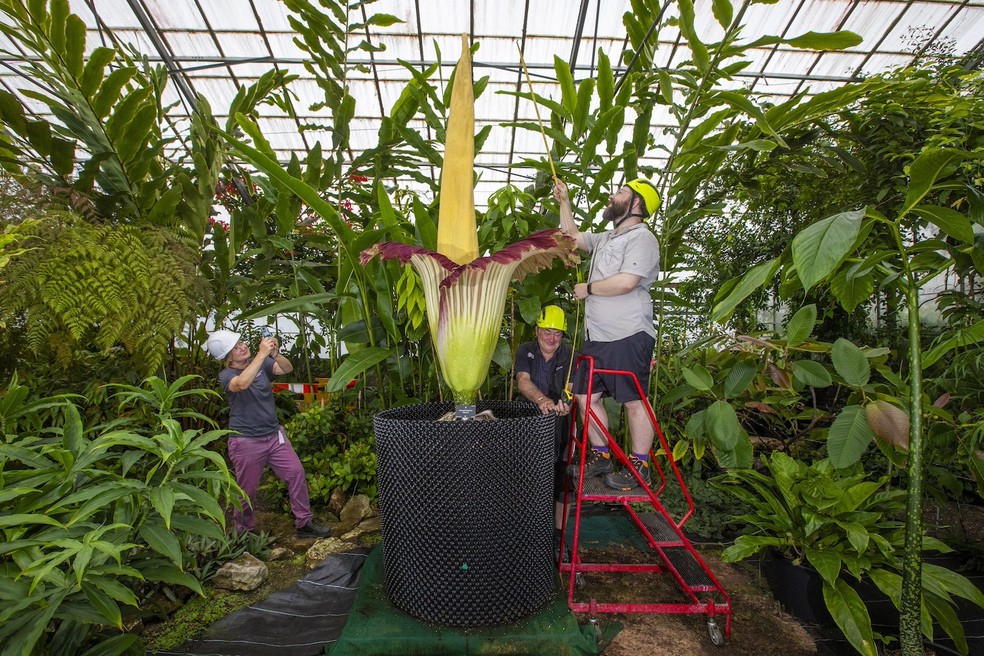 Planta mais fedida do mundo, conhecida como flor-cadáver, desabrocha na ...