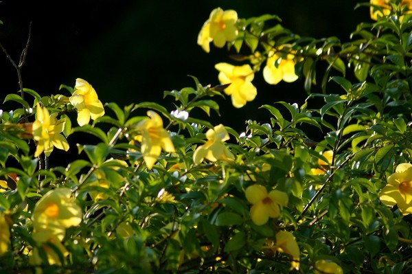 Descubra com qual flor você compartilha o mês de aniversário