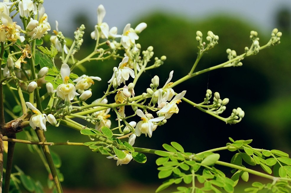 Moringa: conheça os benefícios da planta e como cultivá-la em casa
