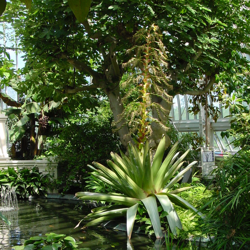 Bromélia imperial: conheça a planta brasileira que atrai beija-flores
