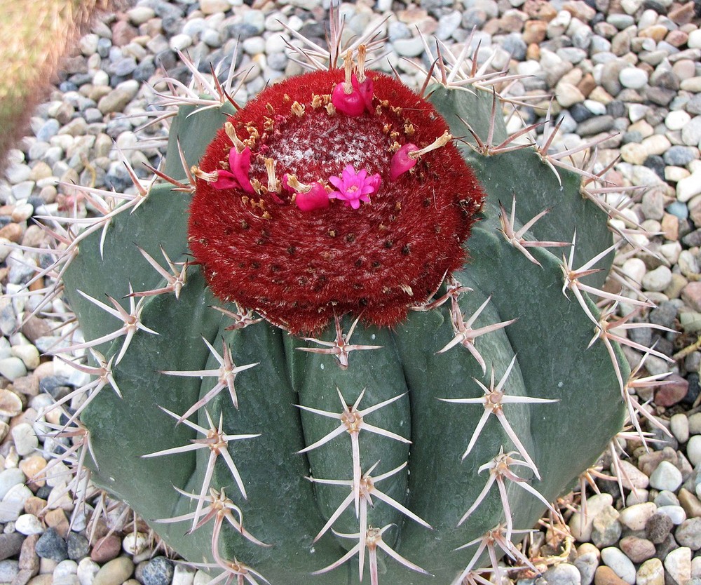 Cactos com flores: 10 espécies para cultivar dentro de casa ou no jardim