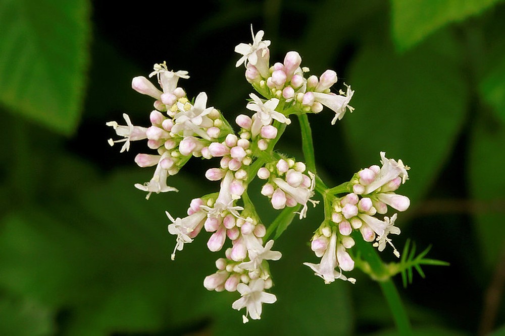 Valeriana: como cultivar a planta medicinal que atua como sedativo leve