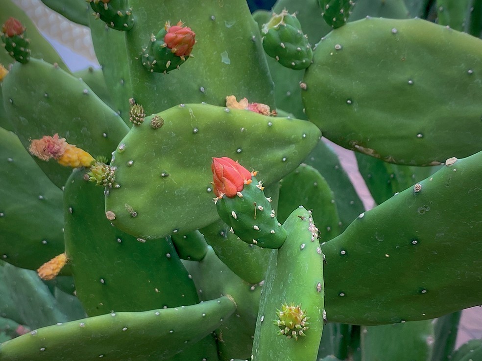 Cactos com flores: 10 espécies para cultivar dentro de casa ou no ...