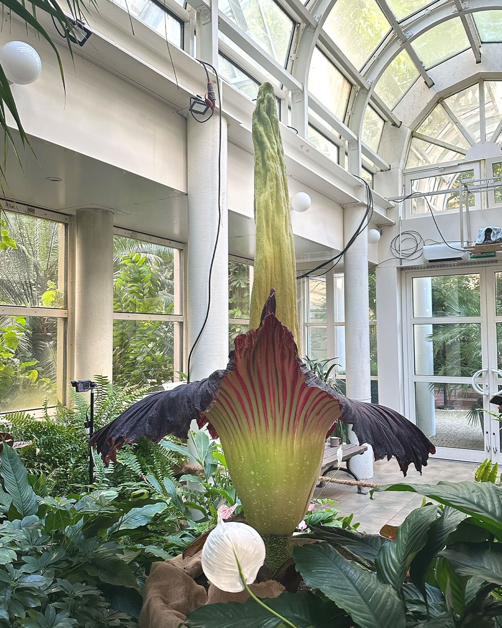 A flor mais fedorenta do mundo floresceu na Polônia, deixando o ar com ...