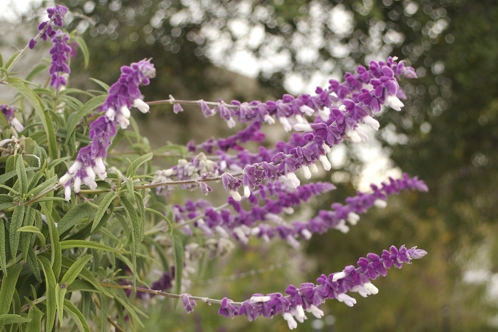 33 plantas perenes que podem florescer em qualquer canto do seu jardim
