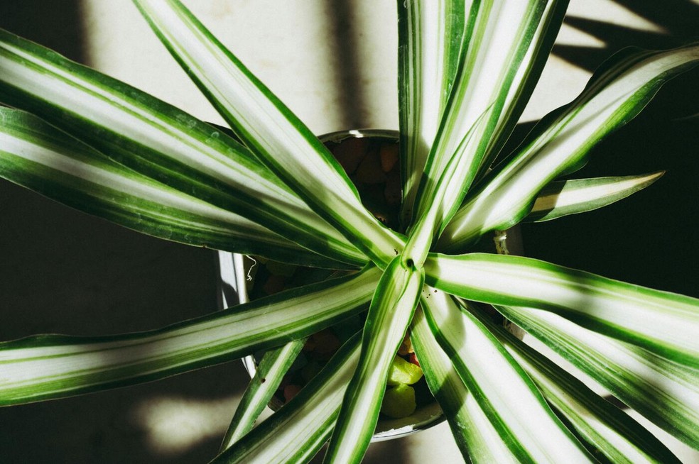 O lírio-verde existe? Conheça as características e curiosidades da planta