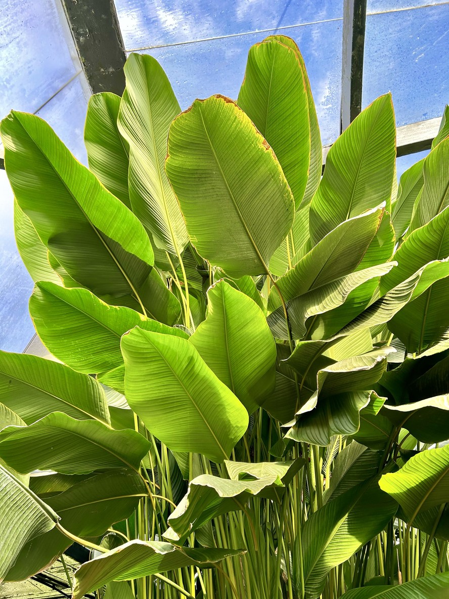 Maranta charuto: como cuidar da planta nativa com folhas vistosas