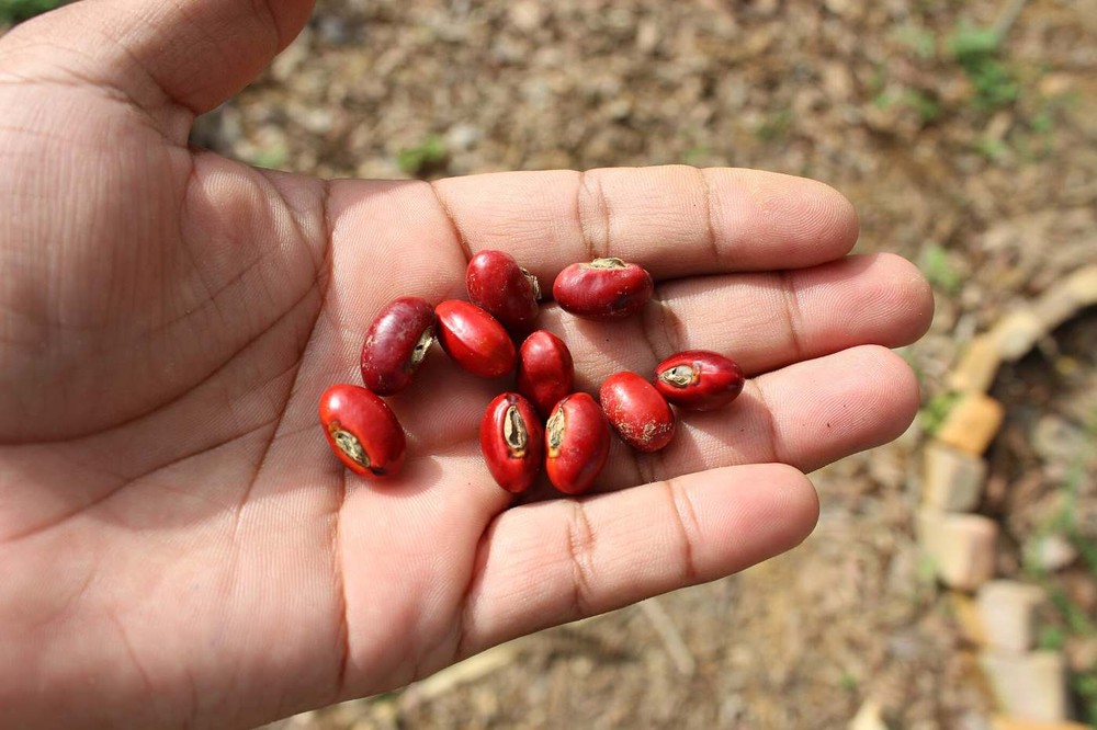 Chá de mulungu: tudo sobre a planta que ajuda a relaxar e dormir melhor ...