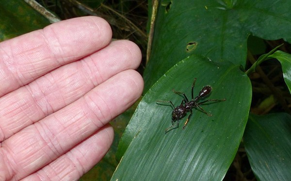 Tocandeira: a formiga responsável pela picada mais dolorosa do mundo