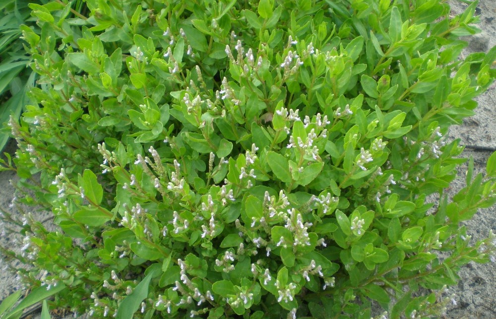 Macassá: a erva aromática africana que conquistou o mundo