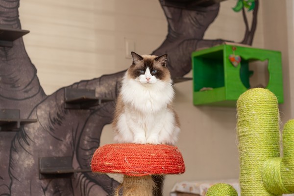 Conheça 7 cafeterias brasileiras com gatos para adotar e relaxar