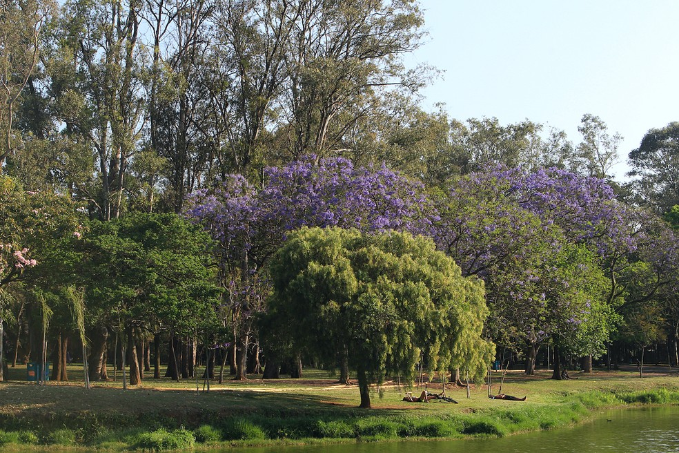 Parque Ibirapuera completa 70 anos como oásis de lazer e cultura em SP
