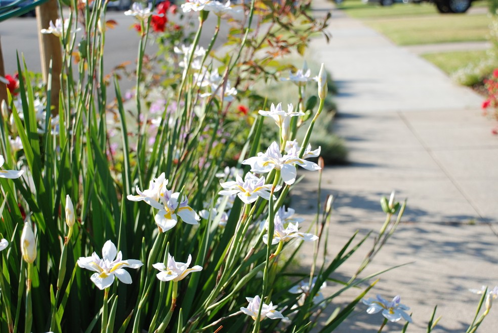 Moreia: como cultivar a planta popular que está sempre florida!