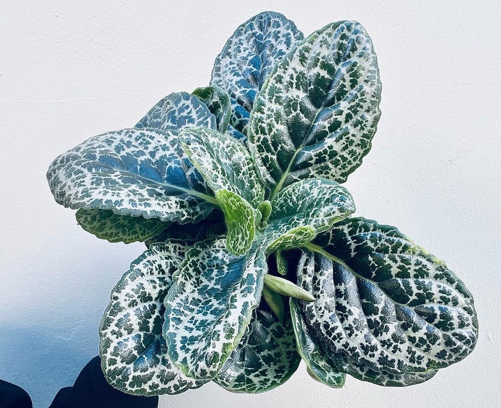 Essa planta que lembra um casco de tartaruga é fácil de cuidar ...