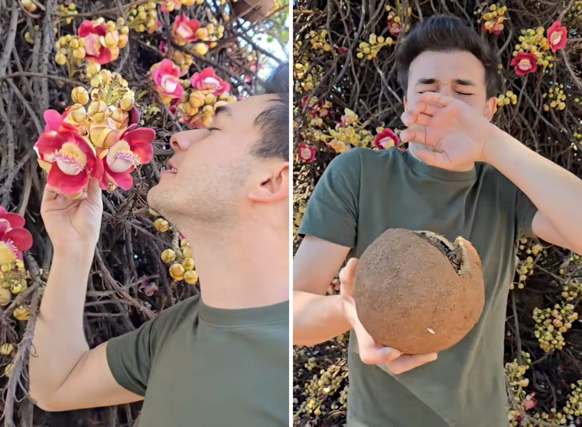 Árvore amazônica com flor cheirosa e fruto fedorento faz sucesso em ...