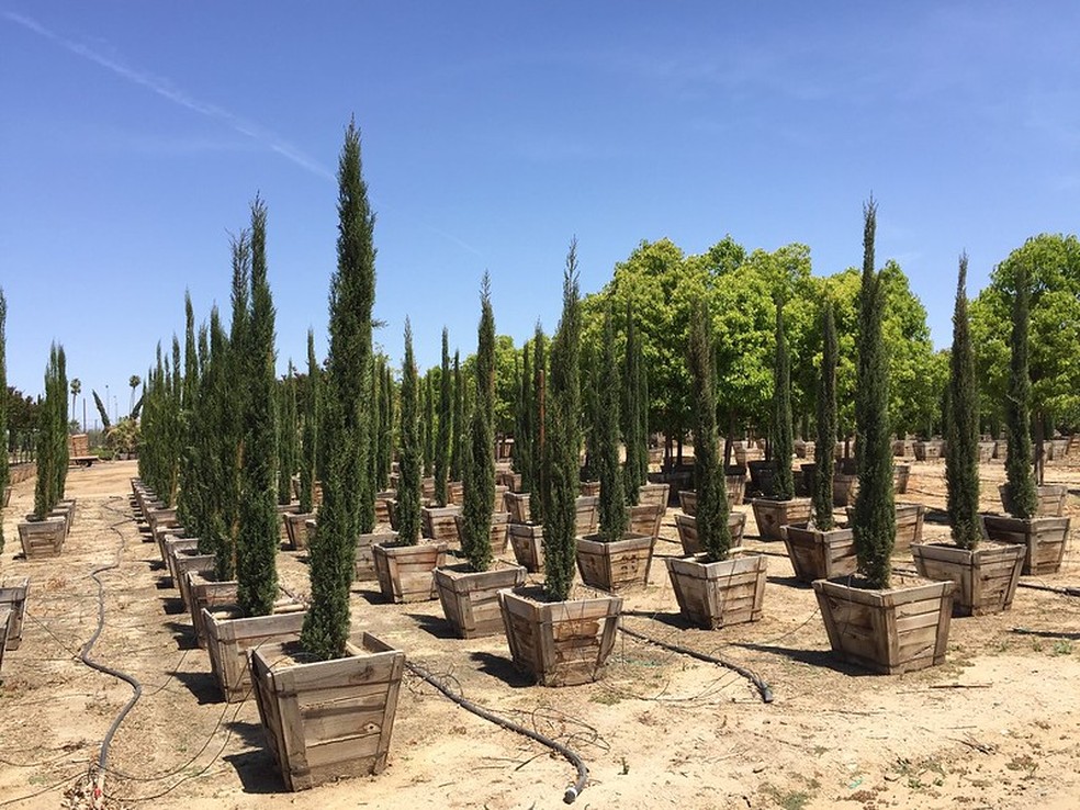 Cipreste italiano: conheça o icônico pinheiro que atinge até 30 metros ...