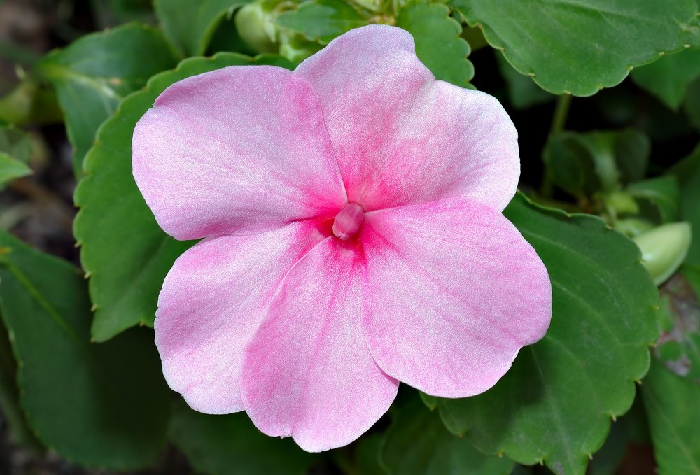 33 plantas perenes que podem florescer em qualquer canto do seu jardim