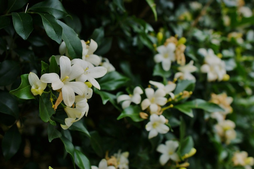 Murta-de-cheiro: como cultivar a planta aromática e medicinal ...