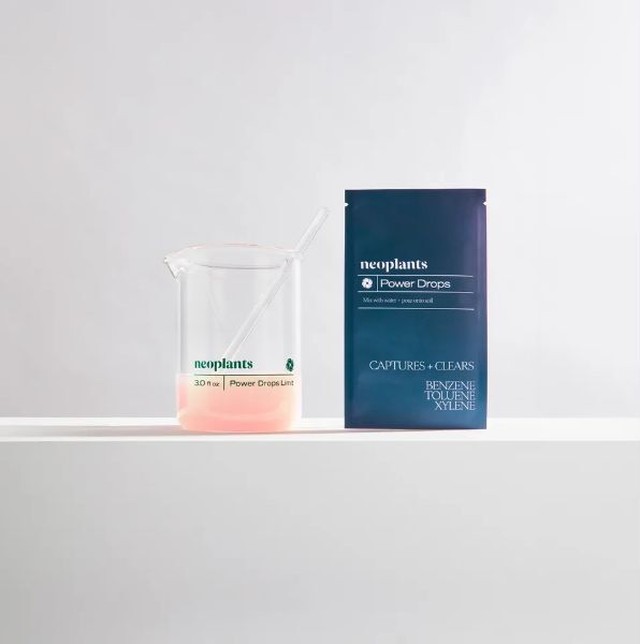 Neo PX: a planta modificada em laboratório para purificar o ar de casa ...