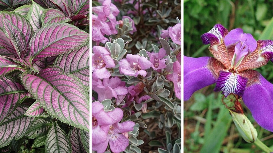 40 plantas roxas para conferir cor e contraste ao jardim