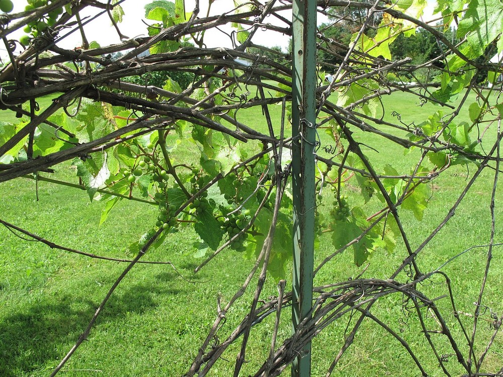 Videira: tudo sobre a planta que produz uvas e como cultivar