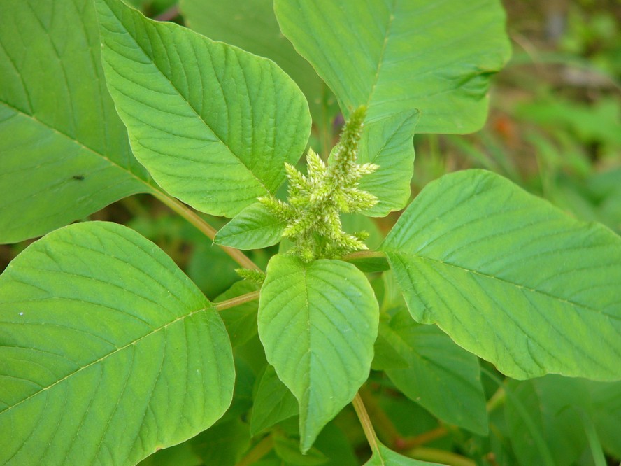 Caruru: a PANC que orna jardins e é ingrediente de receitas nutritivas