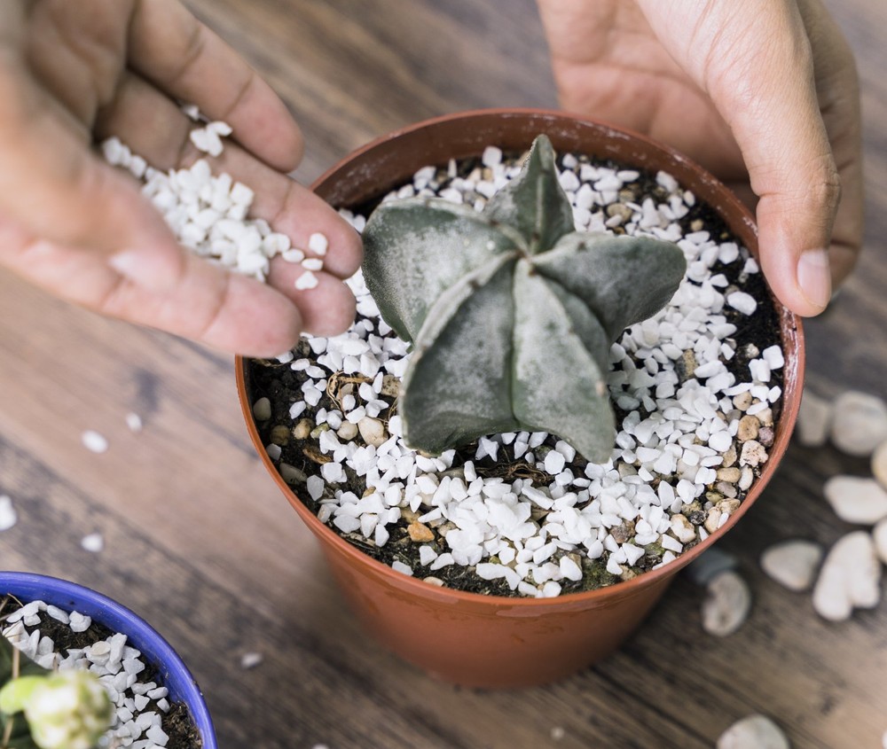 Cascalho: para que serve e como usar no paisagismo