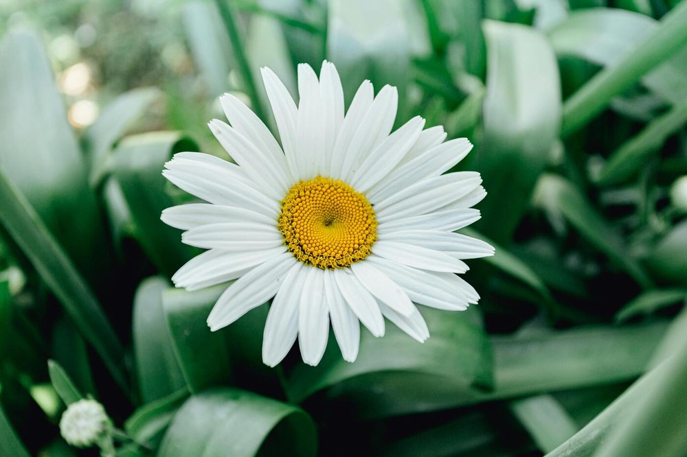 Margarida: aprenda como cultivá-la e os seus diferentes significados
