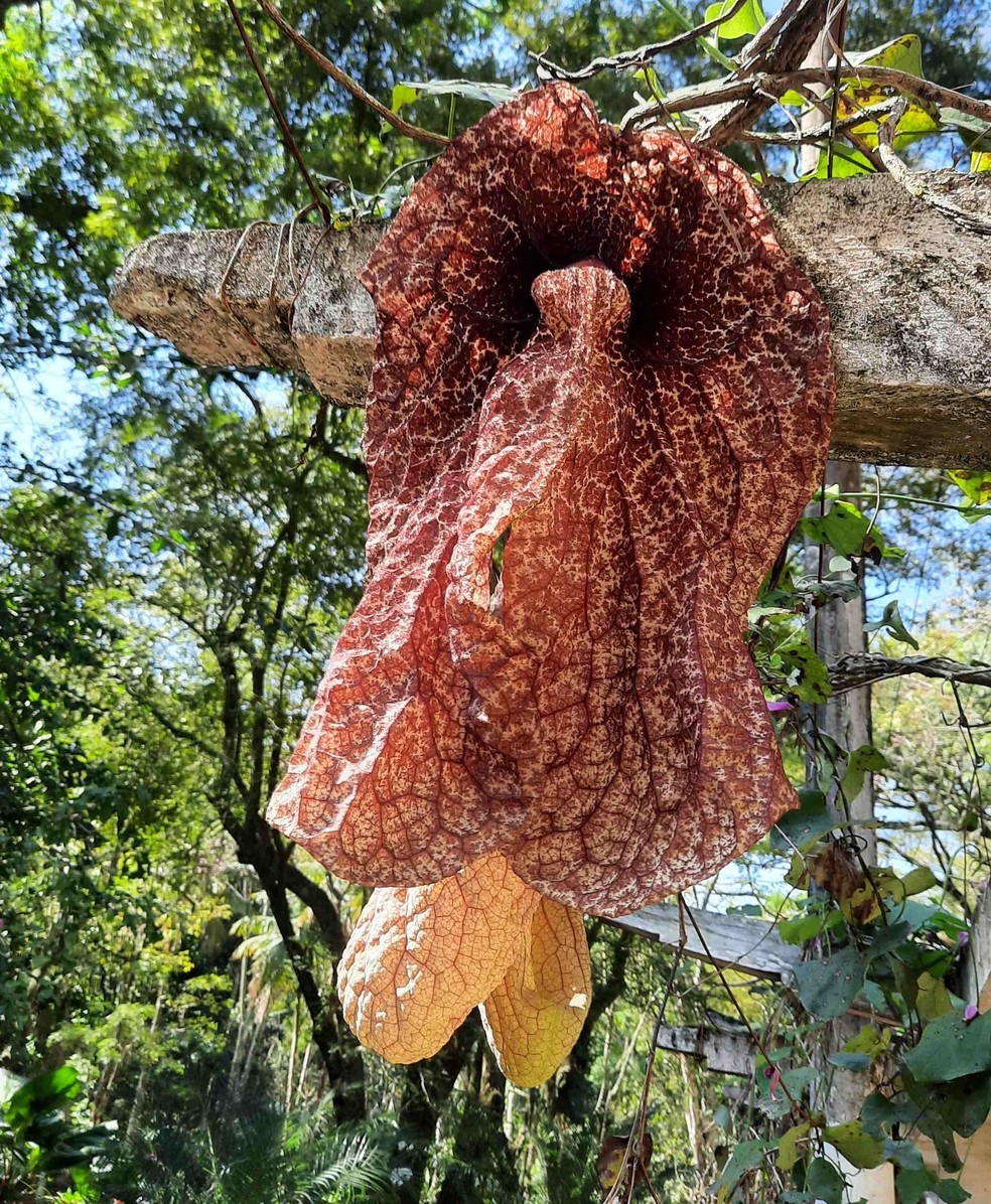 10 plantas aterrorizantes que você não deveria ter em casa