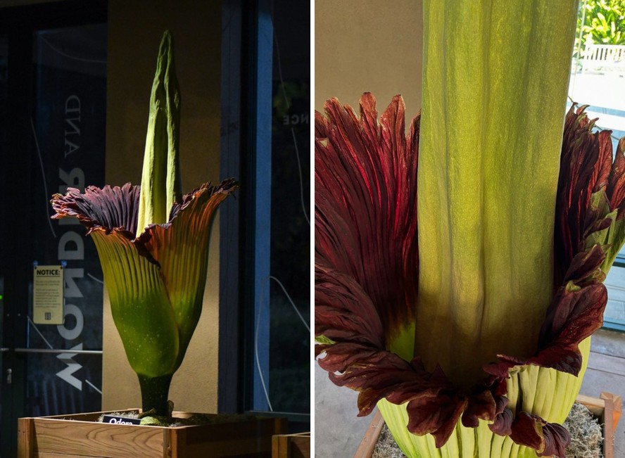 Com odor de carne podre, flor-cadáver floresce em San Marino e atrai ...