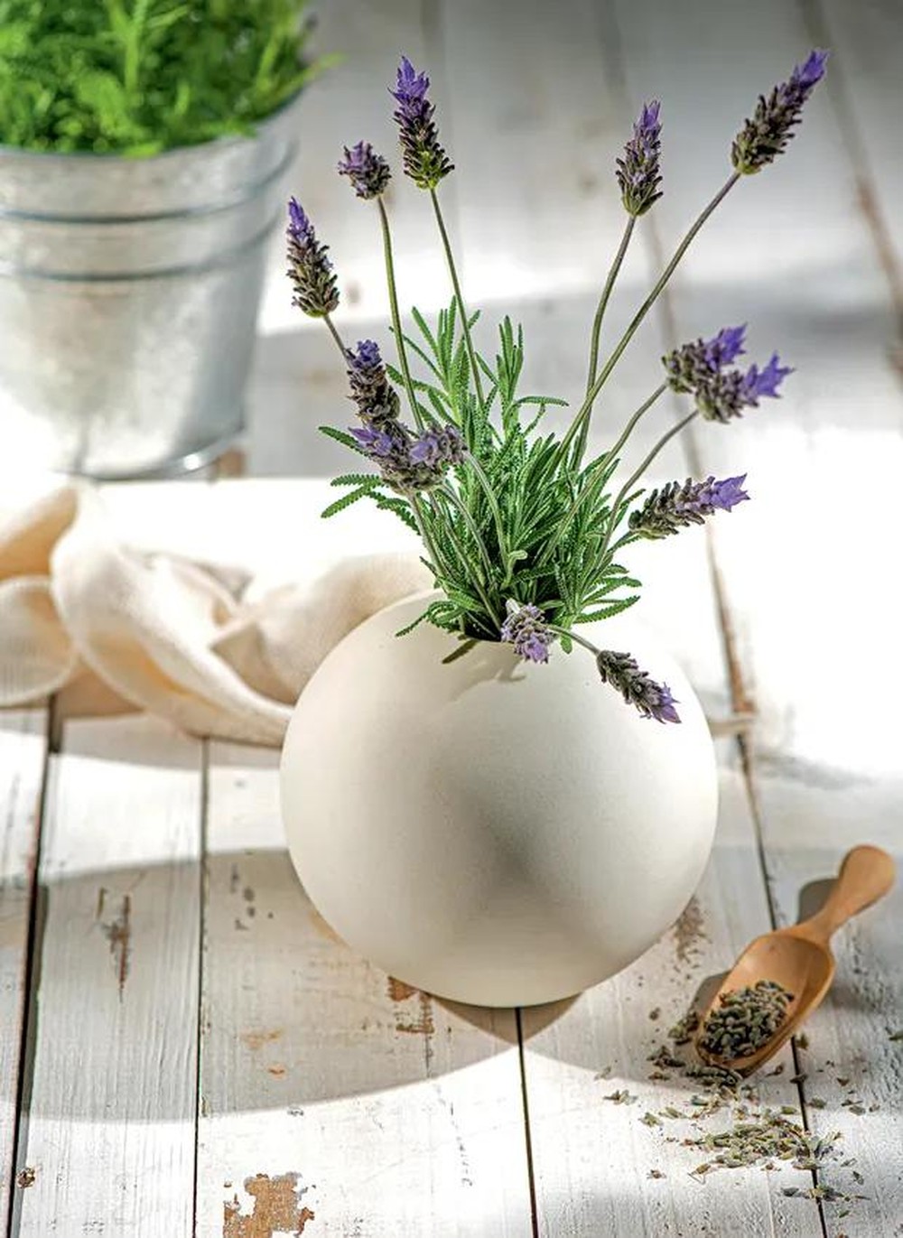 Lavandula dentata: conheça a lavanda que melhor se adapta ao Brasil