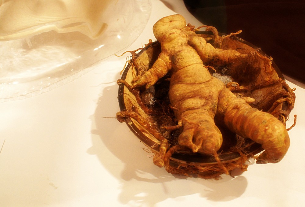 Mandrágoras: saiba como cultivar a espécie que é tema de lendas antigas