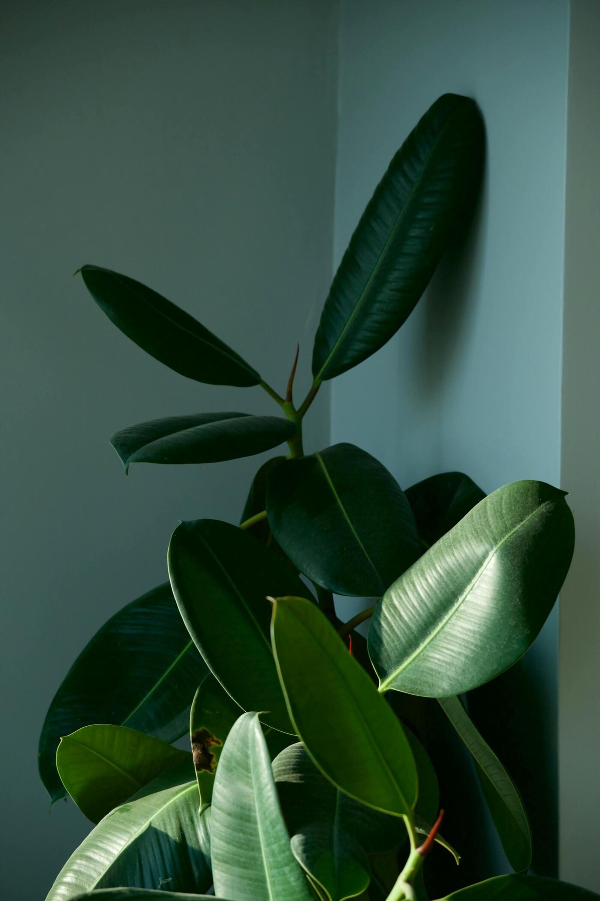 Ficus elastica: dicas para cuidar e cultivar a planta em casa