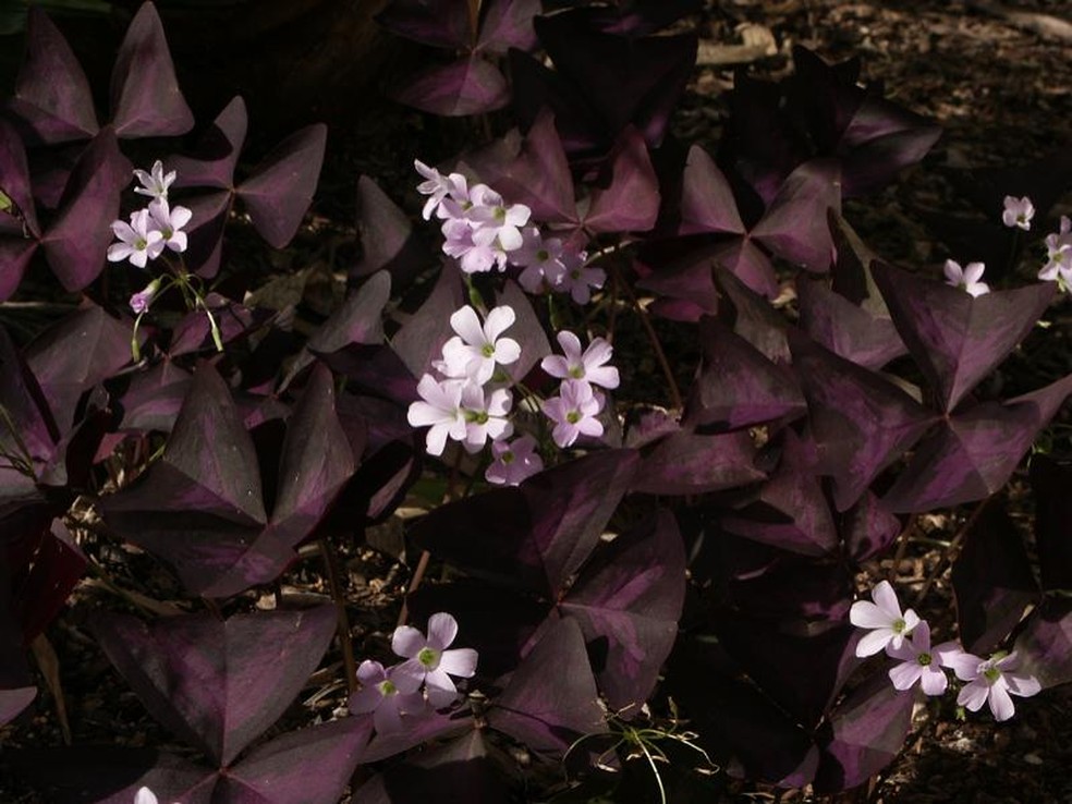 Trevo-roxo: aprenda a cultivar a planta brasileira que lembra borboletas