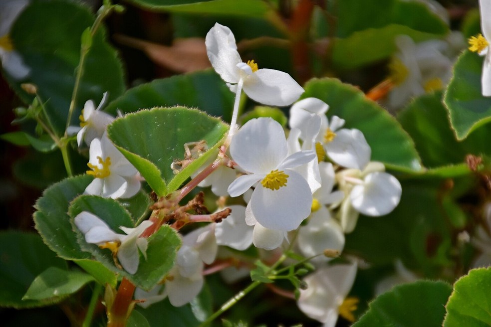 Begônia de cera: como cultivar, cuidar e ter um jardim colorido o ano todo