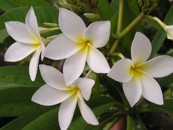 33 plantas perenes que podem florescer em qualquer canto do seu jardim