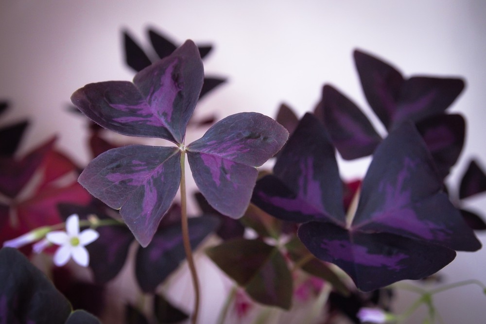 Trevo-roxo: aprenda a cultivar a planta brasileira que lembra borboletas