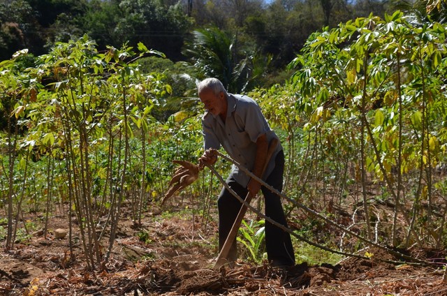 Como plantar mandioca? Veja o passo a passo e conheça mais sobre a raiz