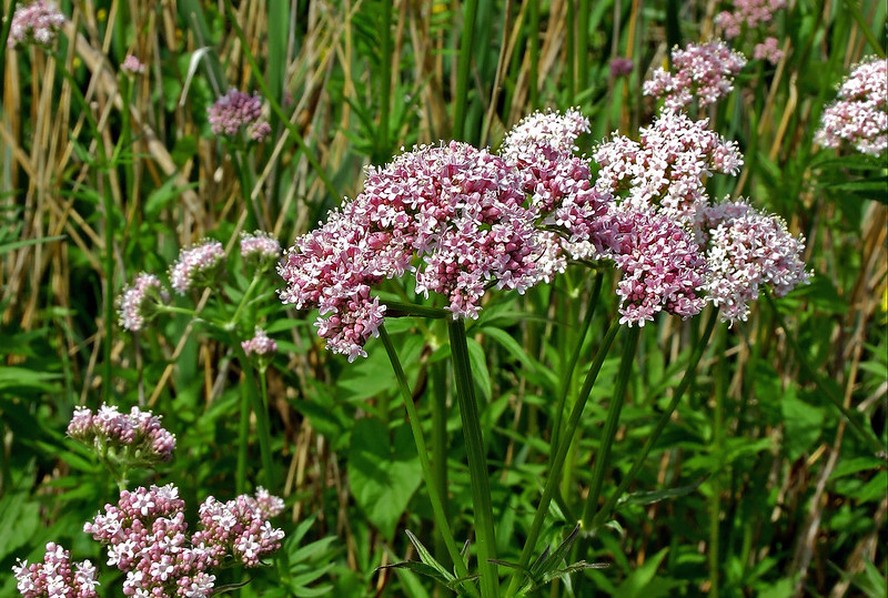 Valeriana: como cultivar a planta medicinal que atua como sedativo leve ...