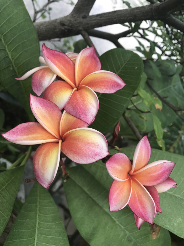 10 flores cheirosas para deixar a casa e o jardim perfumados ...