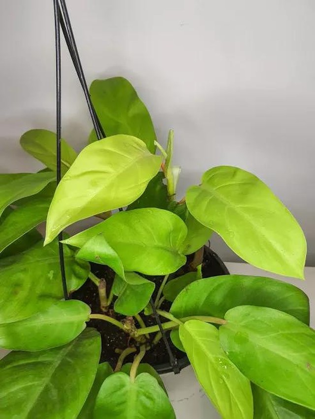 Filodendro: conheça o gênero fácil de cuidar e com mais de 400 espécies