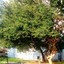 Cnidoscolus quercifolius: conheça a árvore favela que deu nome às ...
