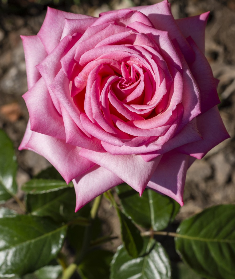 10 flores cheirosas para deixar a casa e o jardim perfumados