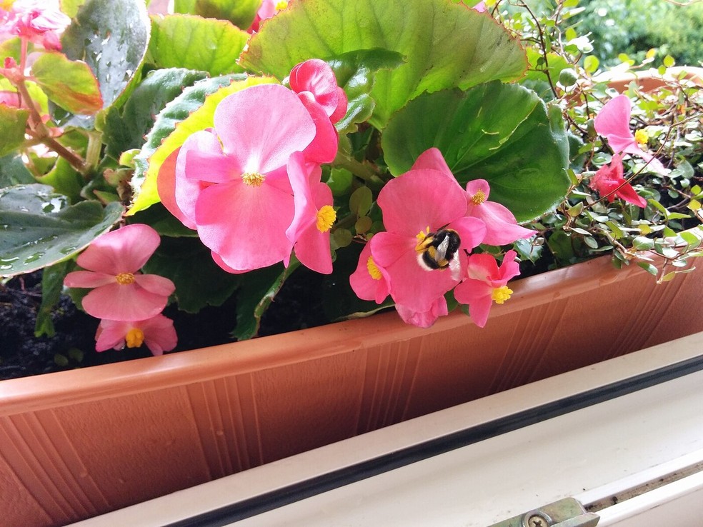 Begônia de cera: como cultivar, cuidar e ter um jardim colorido o ano ...