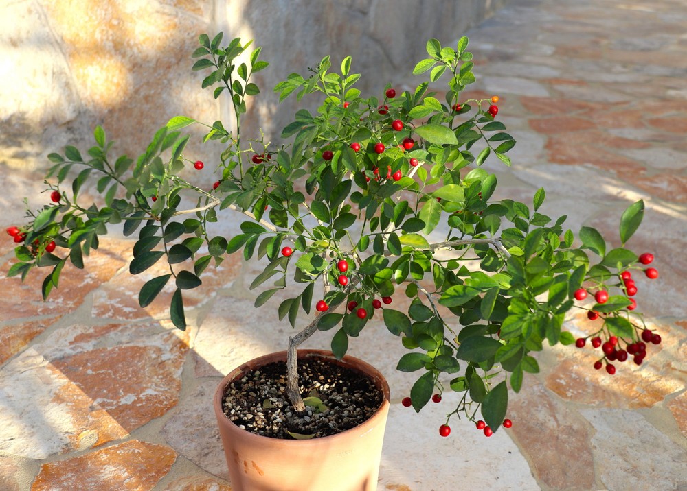 Murta-de-cheiro: como cultivar a planta aromática e medicinal ...