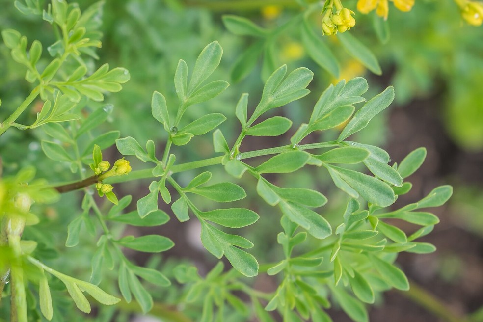 Cultivar esta planta pode afastar escorpiões em casa? Especialistas ...