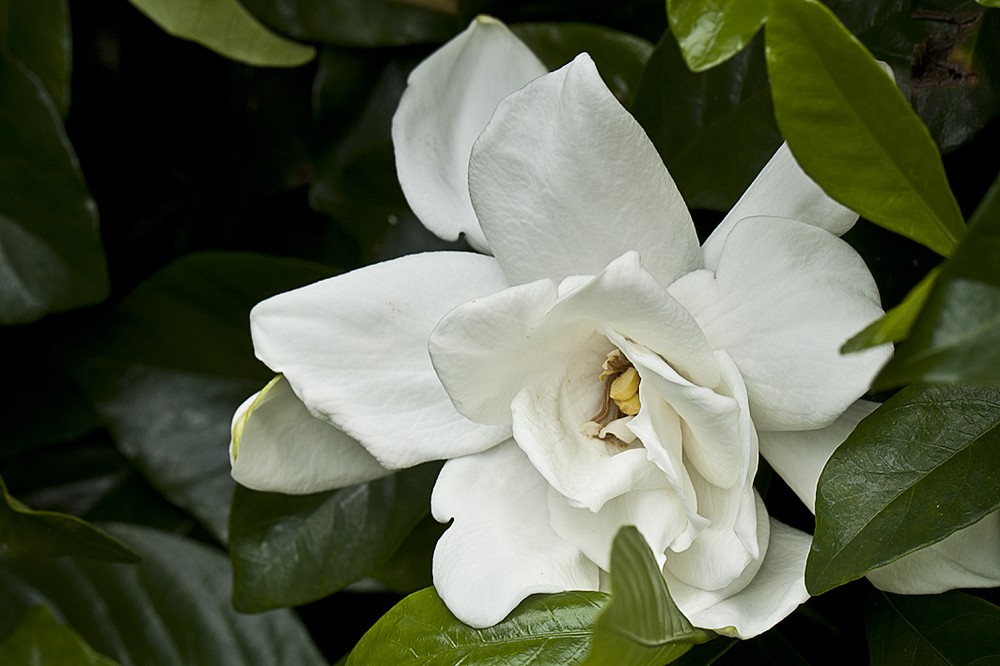 10 flores brancas para cultivar e trazer paz aos ambientes de casa